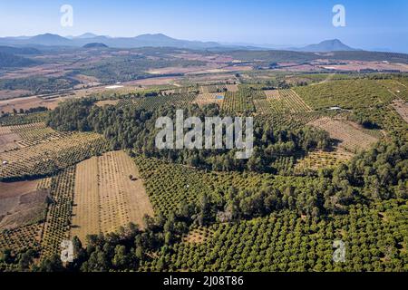 Avocado tree in Michoacan-Mexico Stock Photo - Alamy