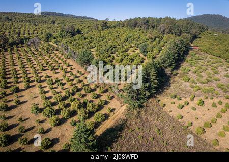 Avocado tree in Michoacan-Mexico Stock Photo - Alamy