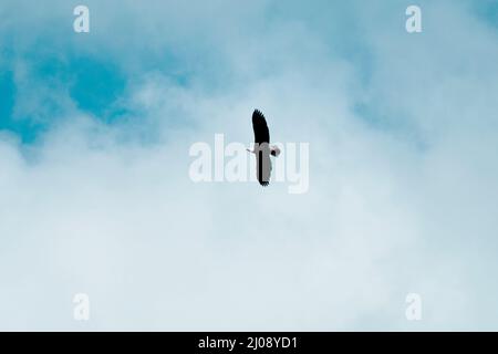 Bottom view of a bald eagle flying high in the cloudy sky on a sunny ...