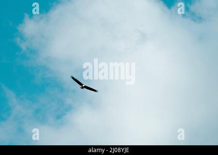 Bottom view of a bald eagle flying high in the cloudy sky on a sunny ...
