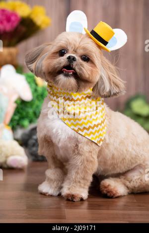 Fluffy Shih Tzu dog during a photoshoot with the Easter theme Stock ...