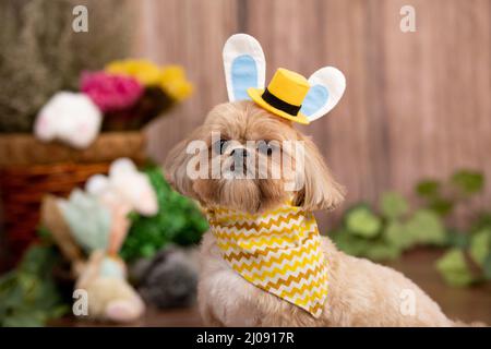 Fluffy Shih Tzu dog during a photoshoot with the Easter theme Stock ...