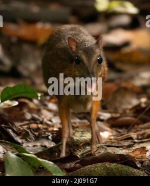 Close-up of deer mouse with mouth open Stock Photo - Alamy