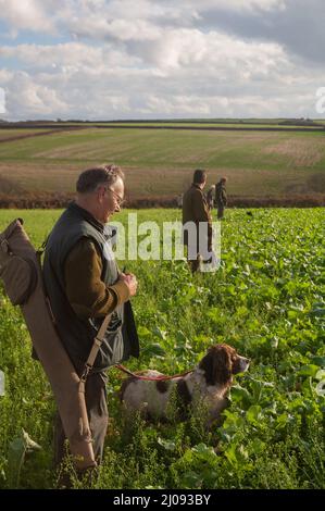 Beating, pheasant shoot, Pembrokeshire, Wales, UK Stock Photo - Alamy