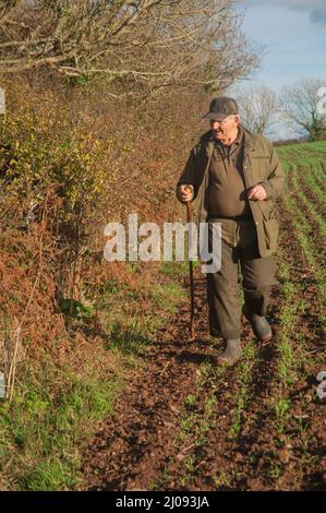 Beating, pheasant shoot, Pembrokeshire, Wales, UK Stock Photo - Alamy