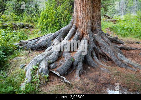 A powerful root system of a pine tree in a dense forest. Ecosystem and ...