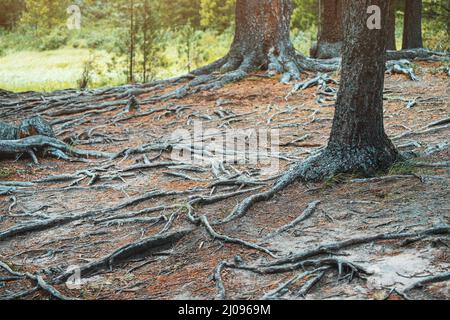 A powerful root system of a pine tree in a dense forest. Ecosystem and ...