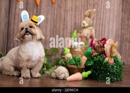 Beautiful shot of an Easter-themed Shih Tzu dog posing for the camera ...