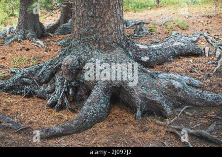 A powerful root system of a pine tree in a dense forest. Ecosystem and ...