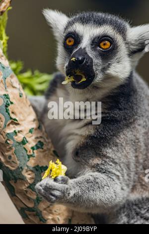 Lemur with shocked expression Stock Photo - Alamy