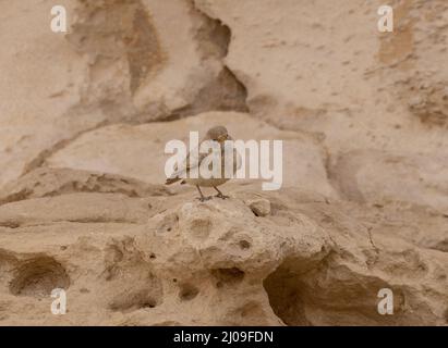 a closeup of a lark bird on a rock Stock Photo - Alamy