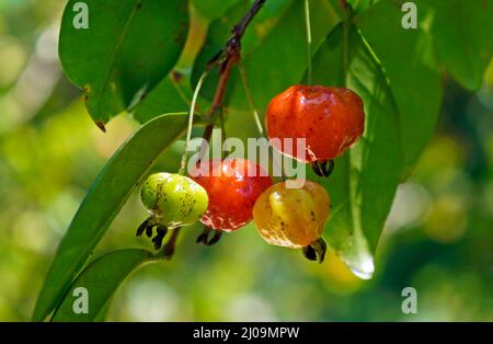 Brazilian cherries on tree (Eugenia uniflora Stock Photo - Alamy