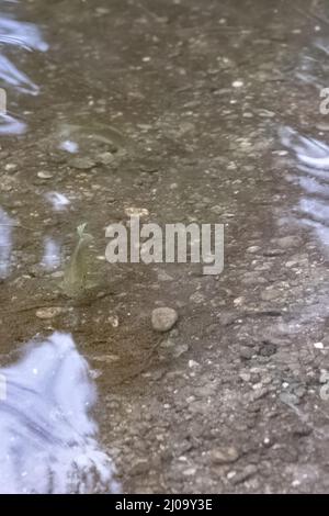 smooth still water of a pond with a fish swimming below Stock Photo - Alamy