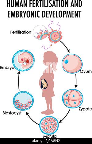 Diagram showing human embryonic development illustration Stock Vector ...