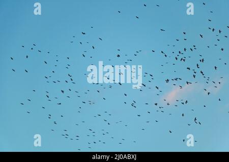 Low angle shot of a group of birds flying in the blue sky Stock Photo ...