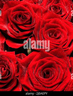 Vertical color image of a dozen roses in a vase against a white ...