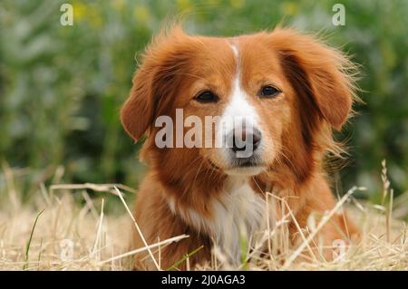 Hund / Dog / Canis Stock Photo - Alamy