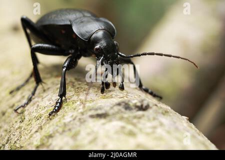 (Carabus coriaceus) Insecta Stock Photo - Alamy