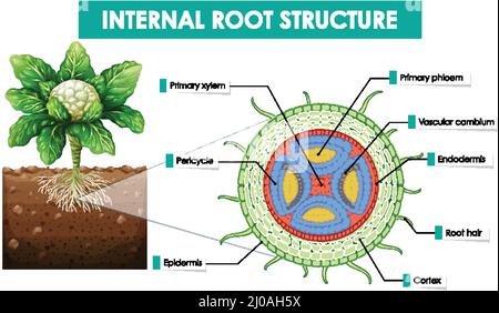 Diagram showing internal root structure illustration Stock Vector Image ...