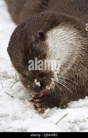 Otter in winter Stock Photo - Alamy