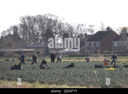 Spalding, UK. 17th Mar, 2022. A sea of yellow and green as the daffodil ...
