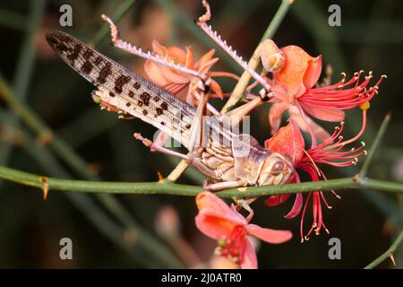 Dead locusts at a farm after spraying of pesticides by an agriculture ...