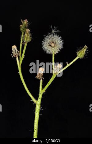 orange hawkweed (Pilosella aurantiaca) Plantae Stock Photo - Alamy