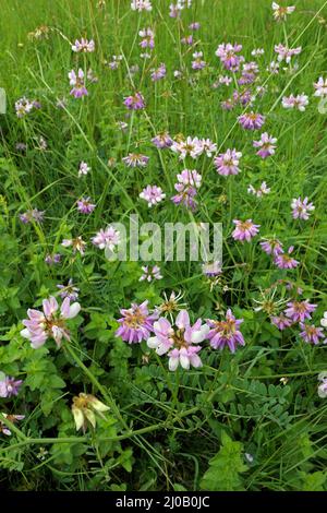 Crownvetch with purple flowers, Securigera varia Stock Photo - Alamy