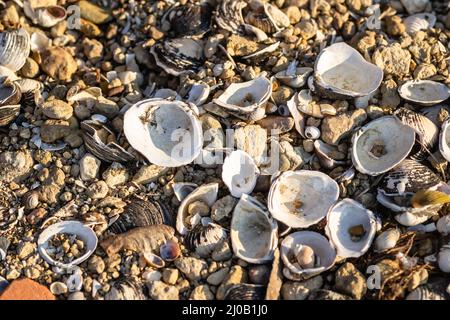 River shells scattered on the pebble bank of the Danube Stock Photo - Alamy
