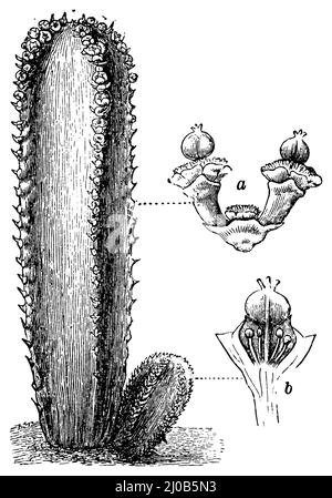 resin spurge, Euphorbia resinifera Syn. Euphorbia officinarum, Schimper ...