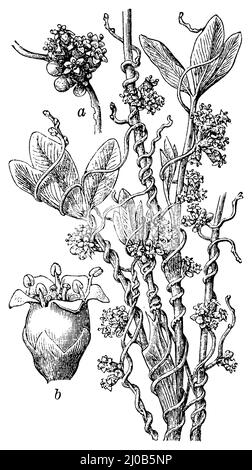 Cuscuta Epithymum Lesser Dodder Stock Photo - Alamy