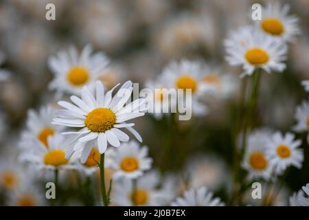 Beautiful shot of Wild daisies by the roadside near Poundon ...