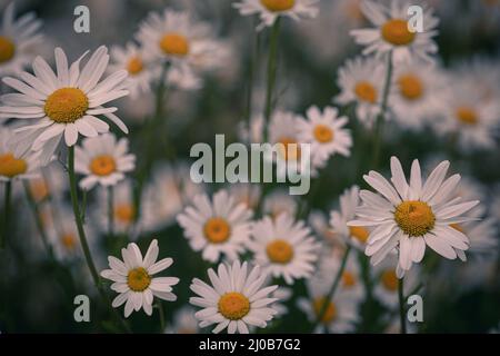 Beautiful shot of Wild daisies by the roadside near Poundon ...