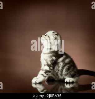 Striped Scottish kitten pure breed dancing isolated Stock Photo - Alamy