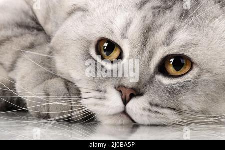 Close up of pure breed cat at pet show Stock Photo - Alamy