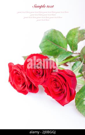 Selective focus shot of red roses Stock Photo - Alamy