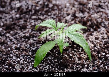 Micro growing of cannabis seedling on black background. Small marijuana ...