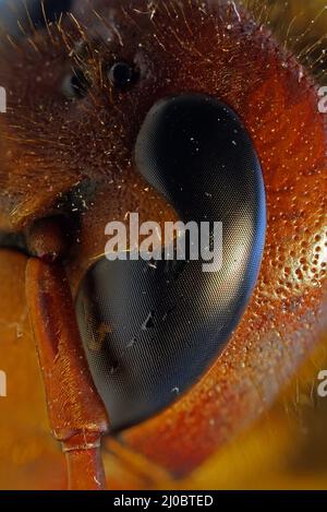 European Hornet (Vespa crabro) Insecta Stock Photo - Alamy