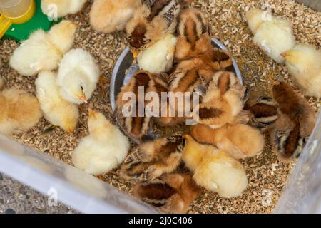 Chicks flock together at a new chicken farm started by David Schumann ...