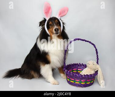 cute easter shetland sheepdog dog wearing bunny ears close up portrait ...
