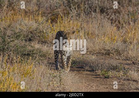 Big hepard walking angrily in a dry desert safari and looking at camera ...