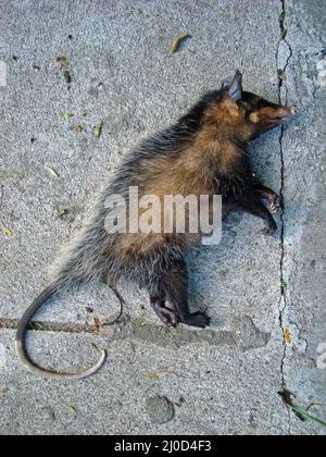 opossum marsupial possum possums mammal ohio Stock Photo - Alamy