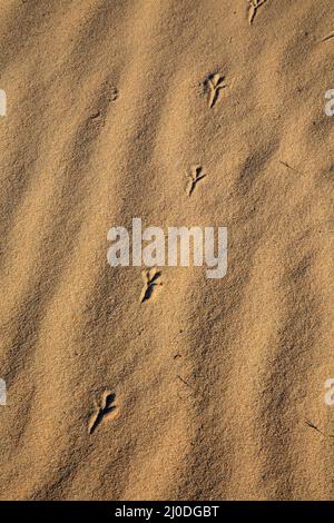 Bird tracks in sand dune, Coral Pink Sand Dunes State Park, southern ...
