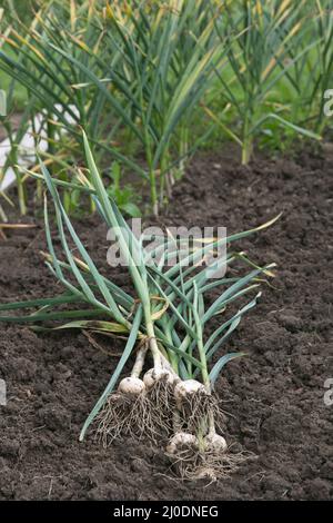 Freshly Picked Garlic Bulbs on a Soil Stock Photo - Alamy