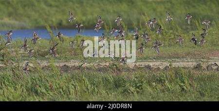 The alpine snow chicken, Lagopus muta, hiding behind the grass Stock ...