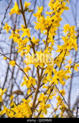 Forsythia europaea bush with yellow flowers blooming early spring Stock ...