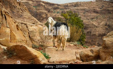 Long-haired goats living free in Petra Jordan among tourists Stock ...