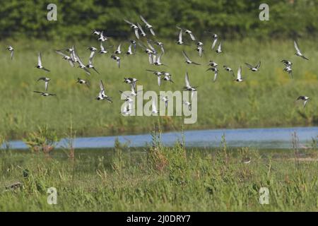 The alpine snow chicken, Lagopus muta, hiding behind the grass Stock ...