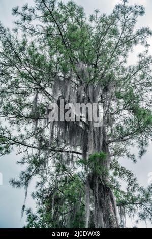 The photo shows a rainforest with various types of trees. The image ...