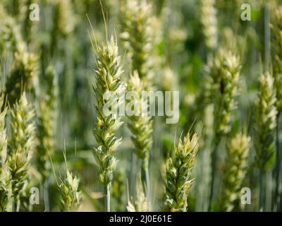 Wheat spike, early stage Stock Photo - Alamy